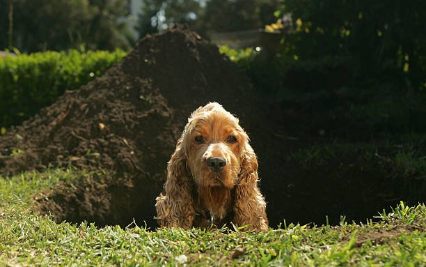 7 Steps to stop your dogs digging habit