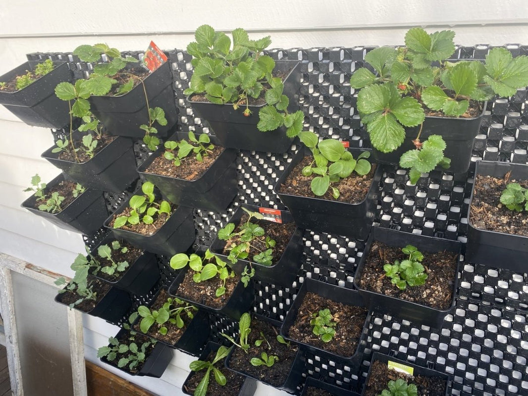 Garden Screen Kit | Vertical Planter | DIY Green Wall